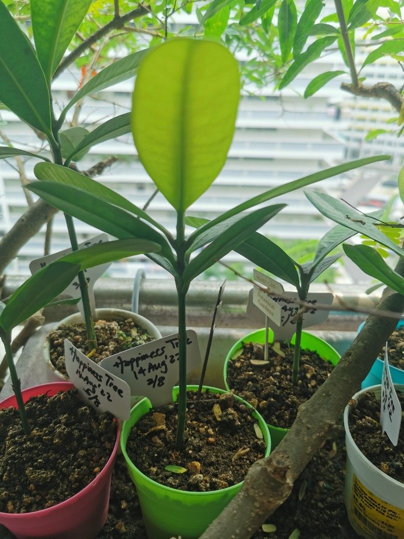 Happiness Trees x9, Furniture & Home Living, Gardening, Plants & Seeds ...