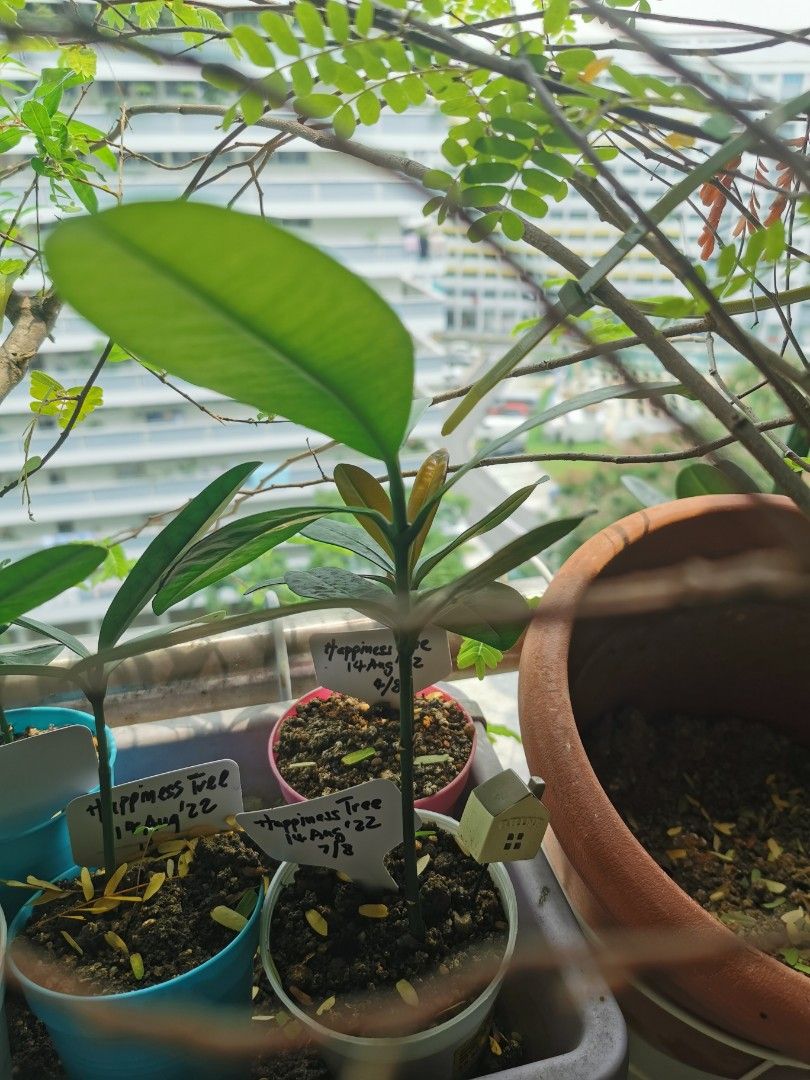 Happiness Trees x9, Furniture & Home Living, Gardening, Plants & Seeds on Carousell
