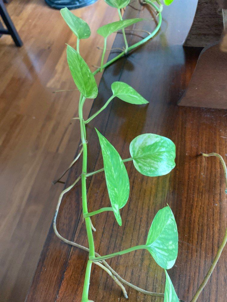 Healthy long pothos / money plant grown in water, Furniture & Home ...