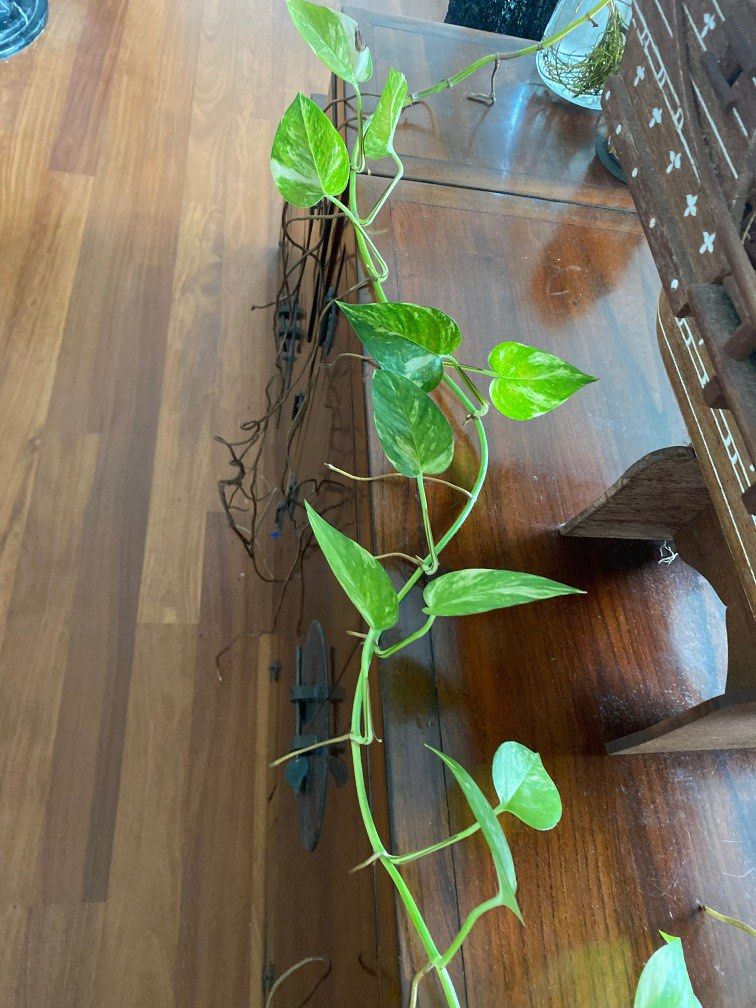 Healthy long pothos / money plant grown in water, Furniture & Home ...