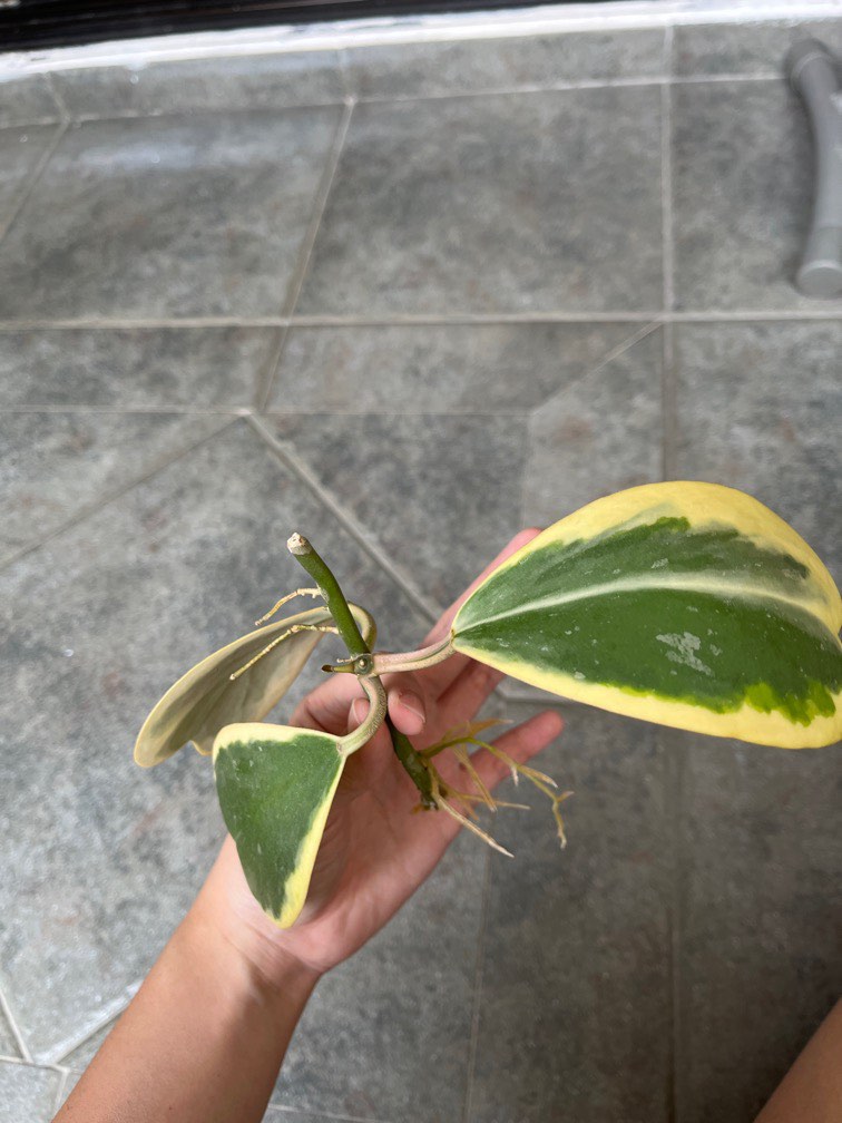 Hoya Kerrii Variegated propagation with roots and new growth, Furniture ...