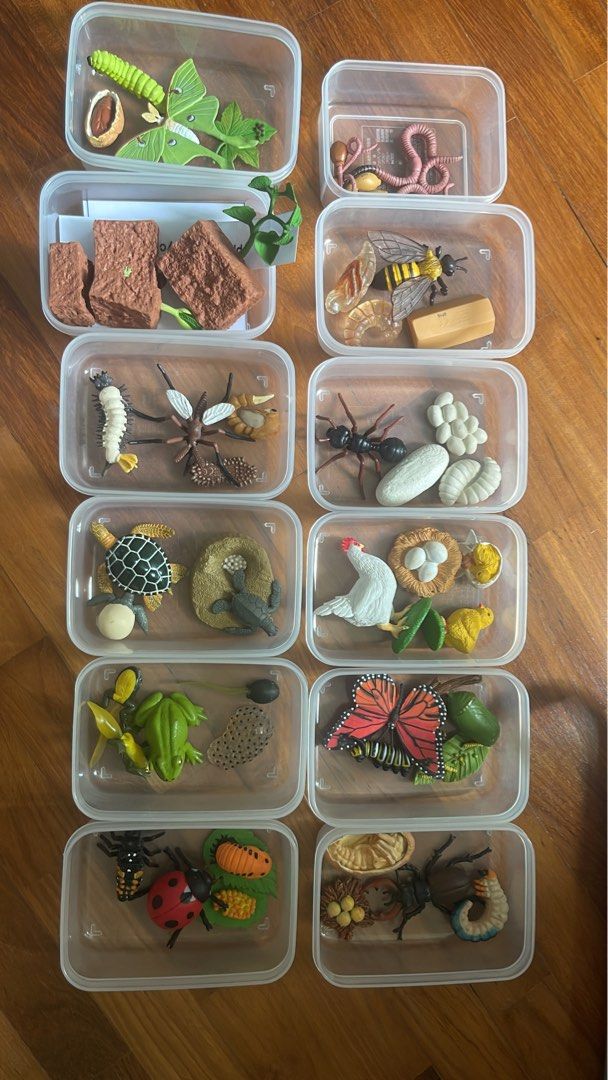 Authentic Safari Ltd Life cycle figurines, Hobbies & Toys, Toys & Games ...