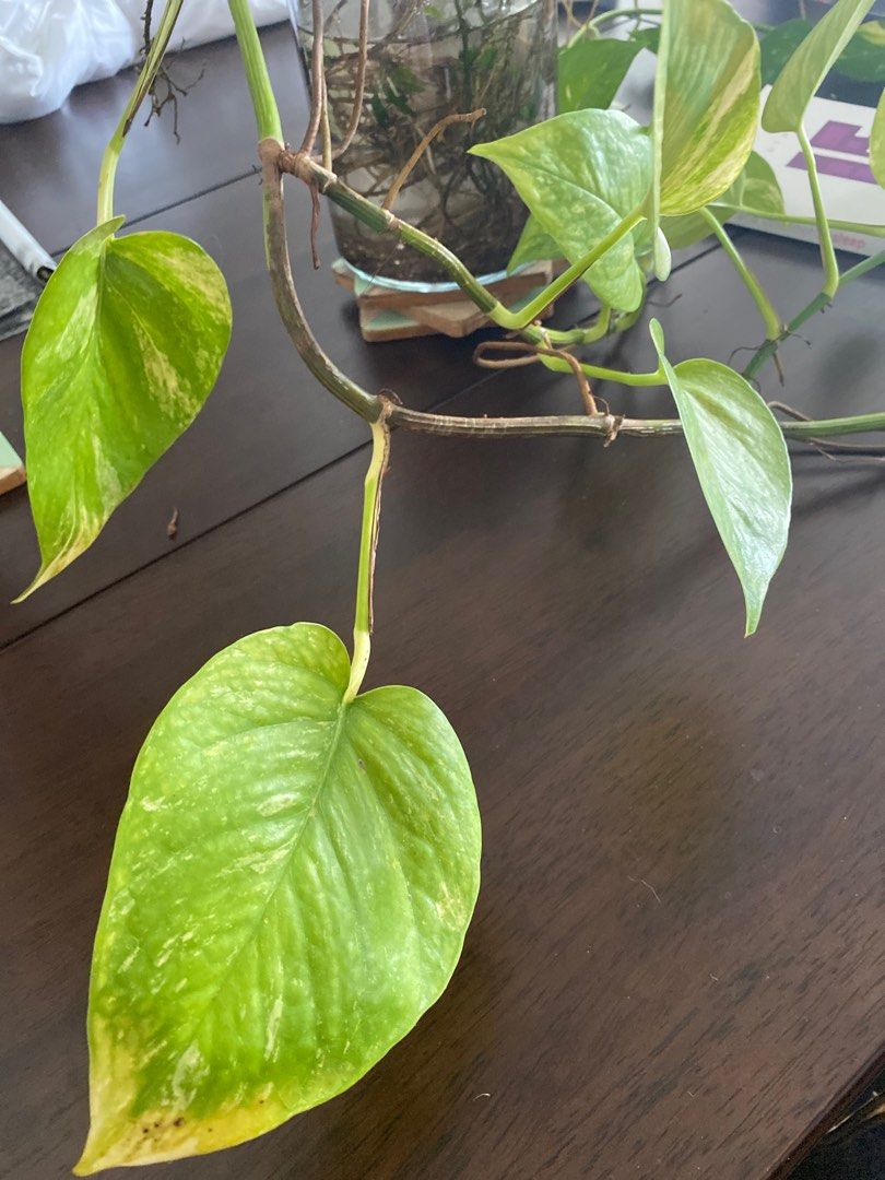 Long pothos / money plant grown in water, Furniture & Home Living ...