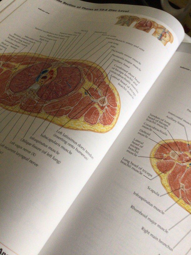 Netter Atlas of Human Anatomy, Hobbies & Toys, Books & Magazines ...