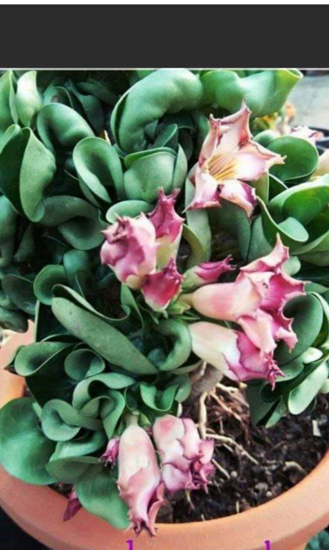 *RARE* Purple Medusa Adenium Seeds, Furniture & Home Living, Gardening ...