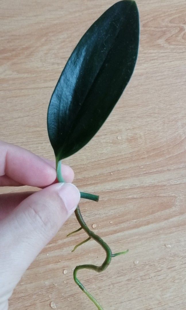 Scindapsus dark form, Furniture & Home Living, Gardening, Plants ...