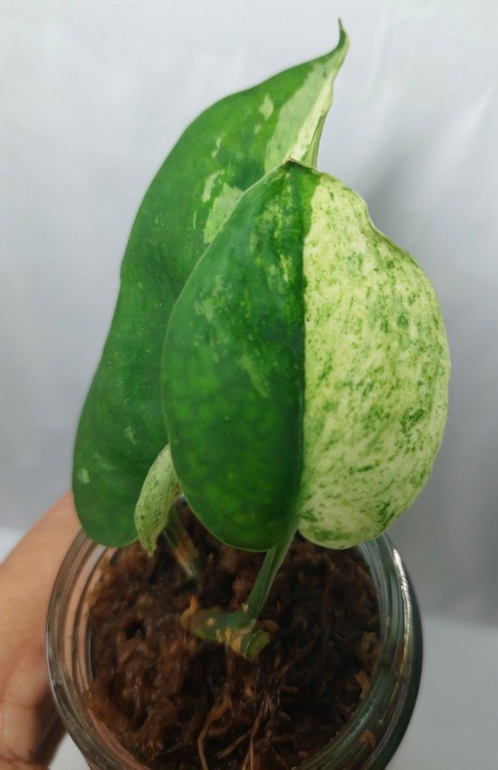 Scindapsus mangurai variegated (pot L1 $118. L2 $198), Furniture & Home ...