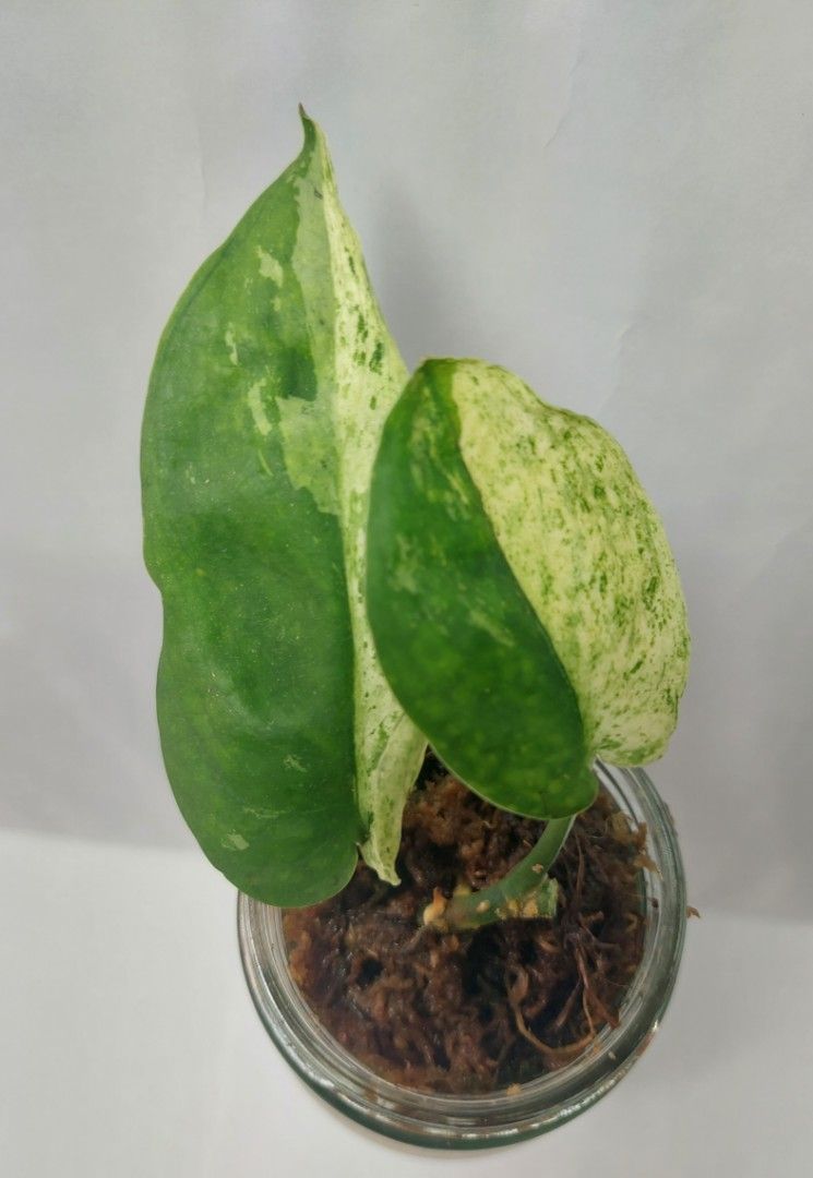 Scindapsus mangurai variegated (pot L1 $118. L2 $198), Furniture & Home ...