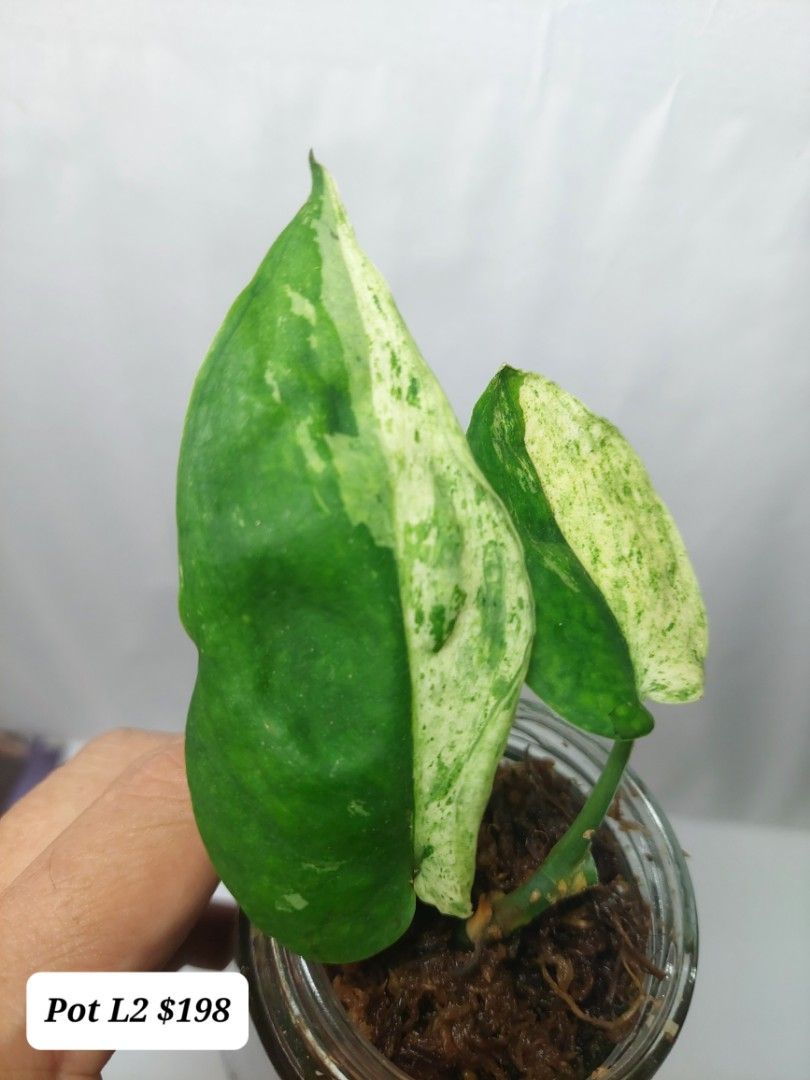 Scindapsus mangurai variegated (pot L1 $118. L2 $198), Furniture & Home ...