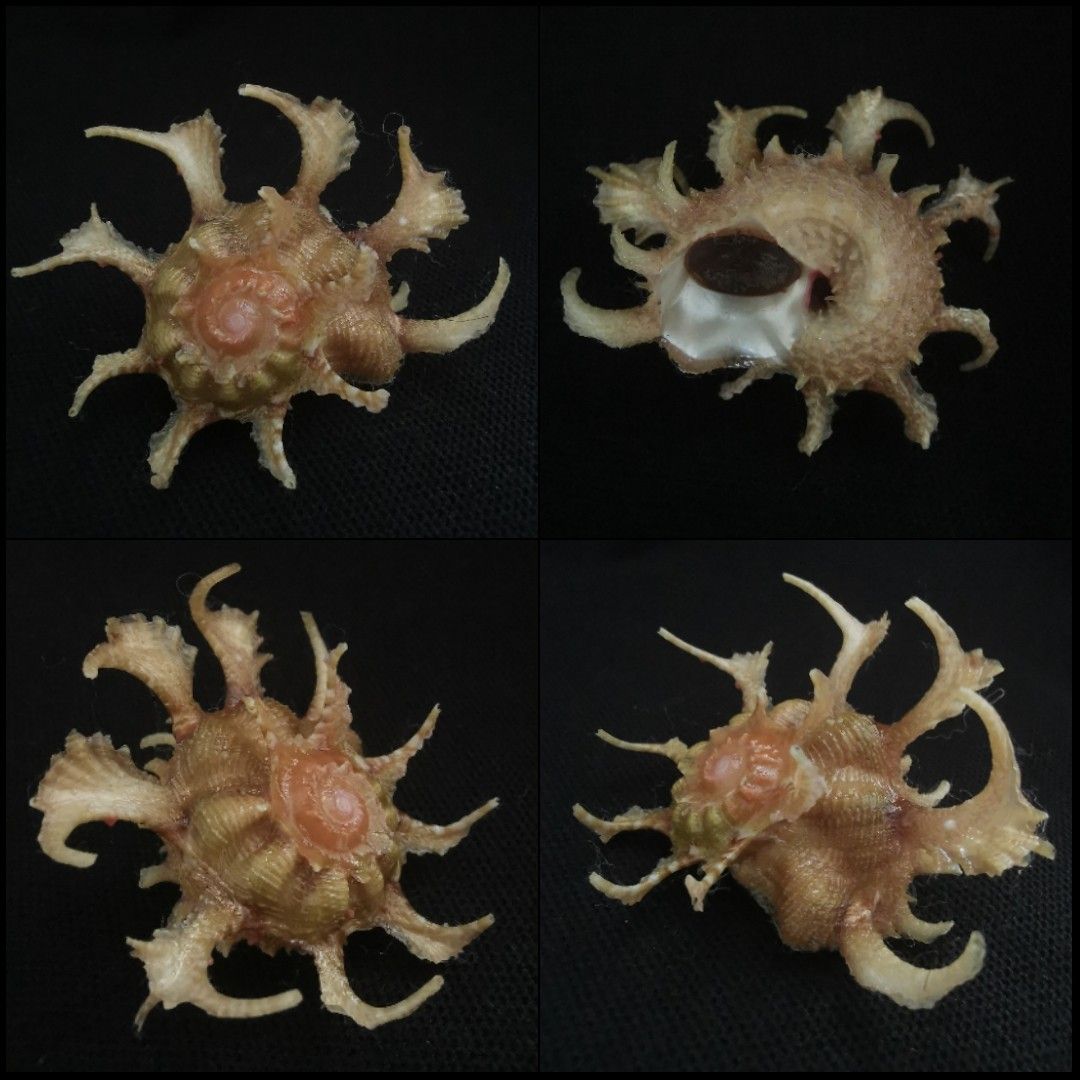 Sea shell, (Angaria Sphaerula), Hobbies & Toys, Memorabilia ...