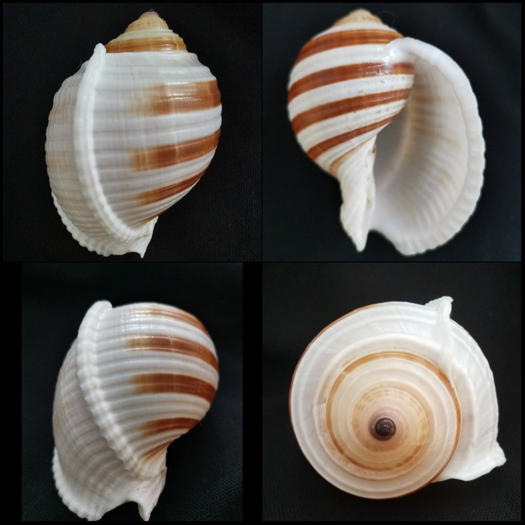 Sea shell, (Banded Tun), Hobbies & Toys, Memorabilia & Collectibles ...