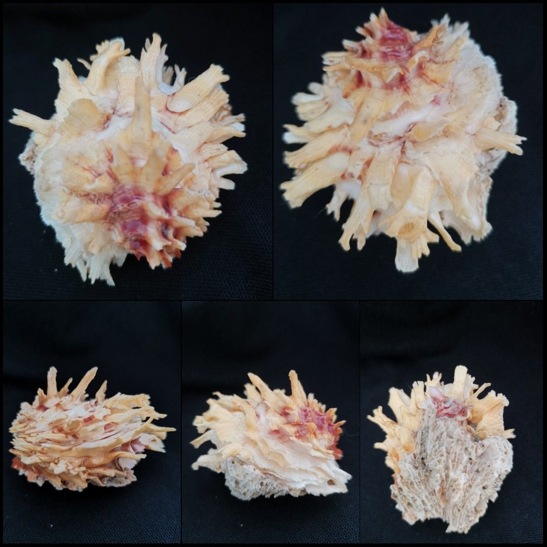 Sea shell, (Chama Lazarus), Hobbies & Toys, Memorabilia & Collectibles ...