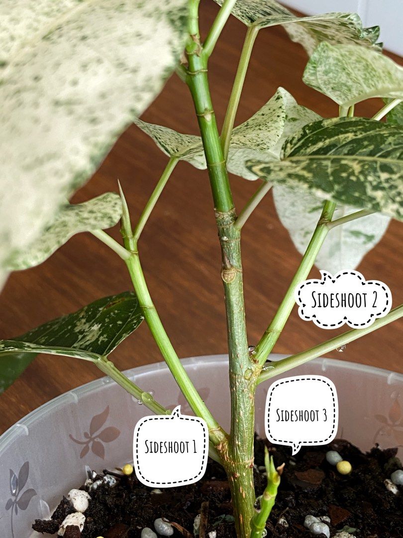 Ficus Snowstorm - with 3 sideshoots, Furniture & Home Living, Gardening ...