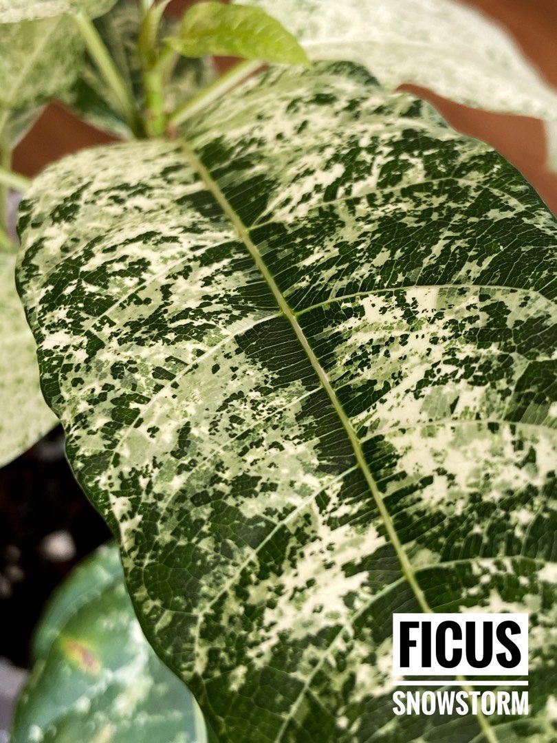 Ficus Snowstorm - with 3 sideshoots, Furniture & Home Living, Gardening ...