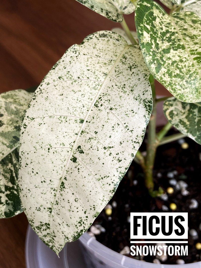 Ficus Snowstorm - with 3 sideshoots, Furniture & Home Living, Gardening ...