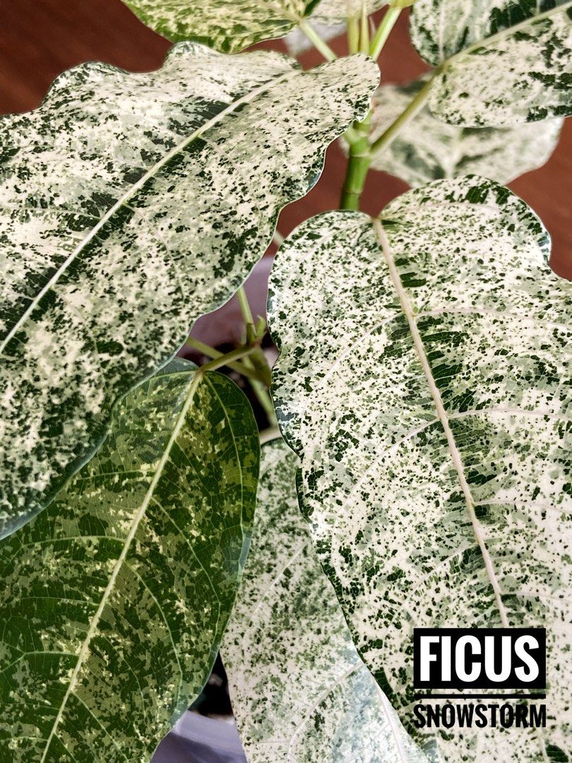 Ficus Snowstorm - with 3 sideshoots, Furniture & Home Living, Gardening ...
