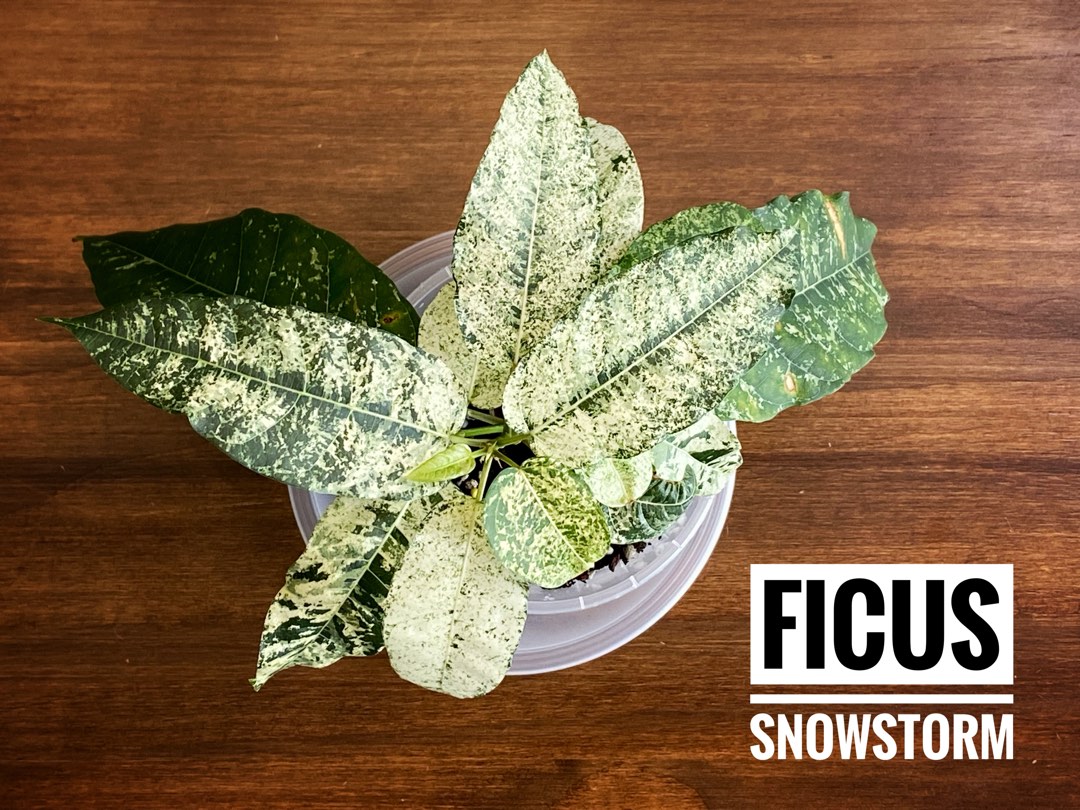 Ficus Snowstorm - with 3 sideshoots, Furniture & Home Living, Gardening ...