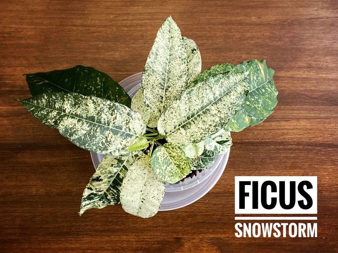 Ficus Snowstorm - with 3 sideshoots, Furniture & Home Living, Gardening ...