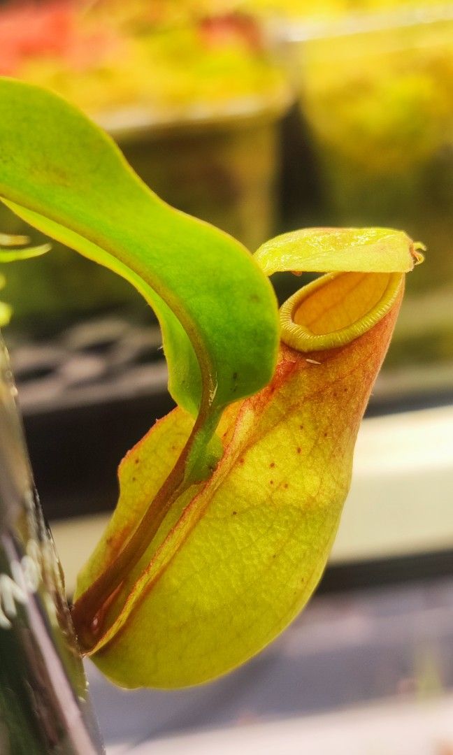 Nepenthes, tropical pitcher plants (Various hybrids), Furniture & Home ...