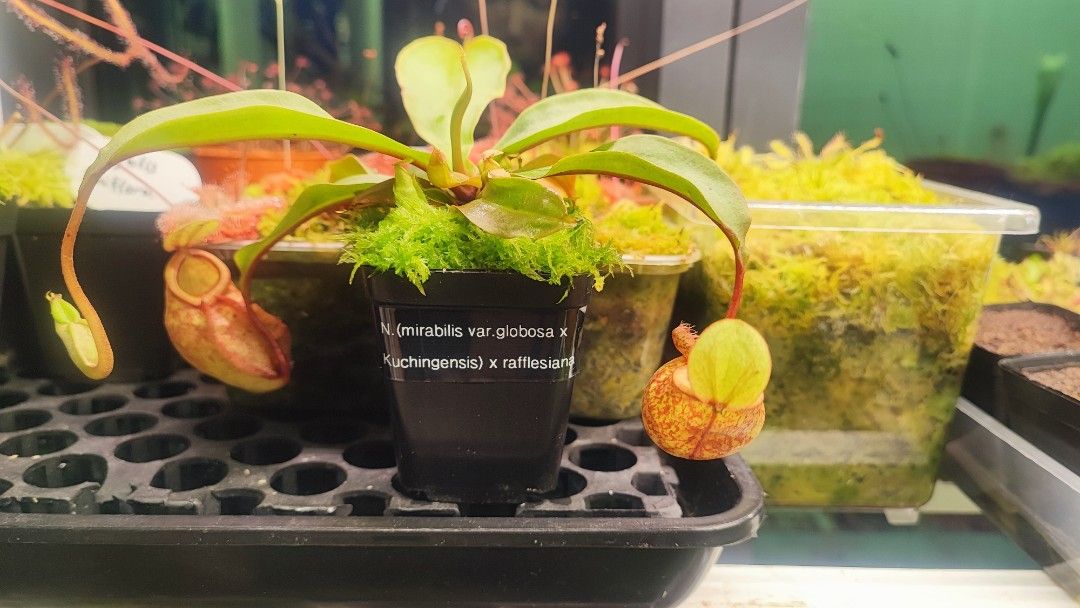 Nepenthes, tropical pitcher plants (Various hybrids), Furniture & Home ...