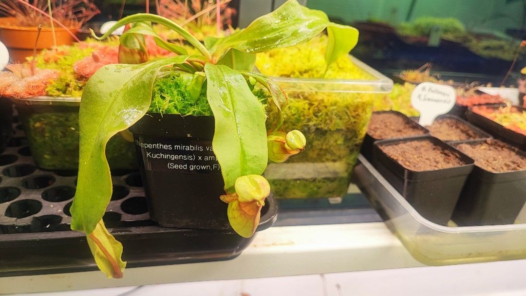 Nepenthes, tropical pitcher plants (Various hybrids), Furniture & Home ...