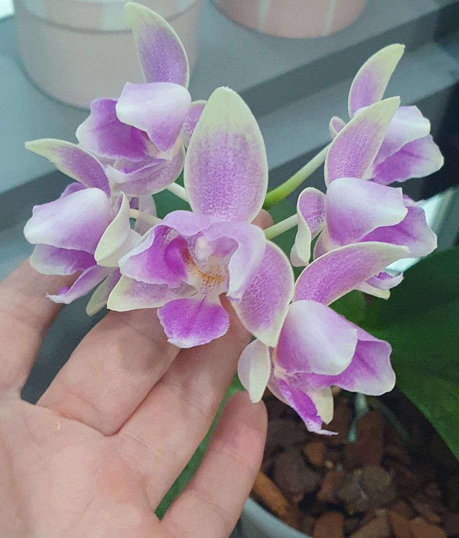 Phalaenopsis Yaphon Pink Bee 'ES', Furniture & Home Living, Gardening ...