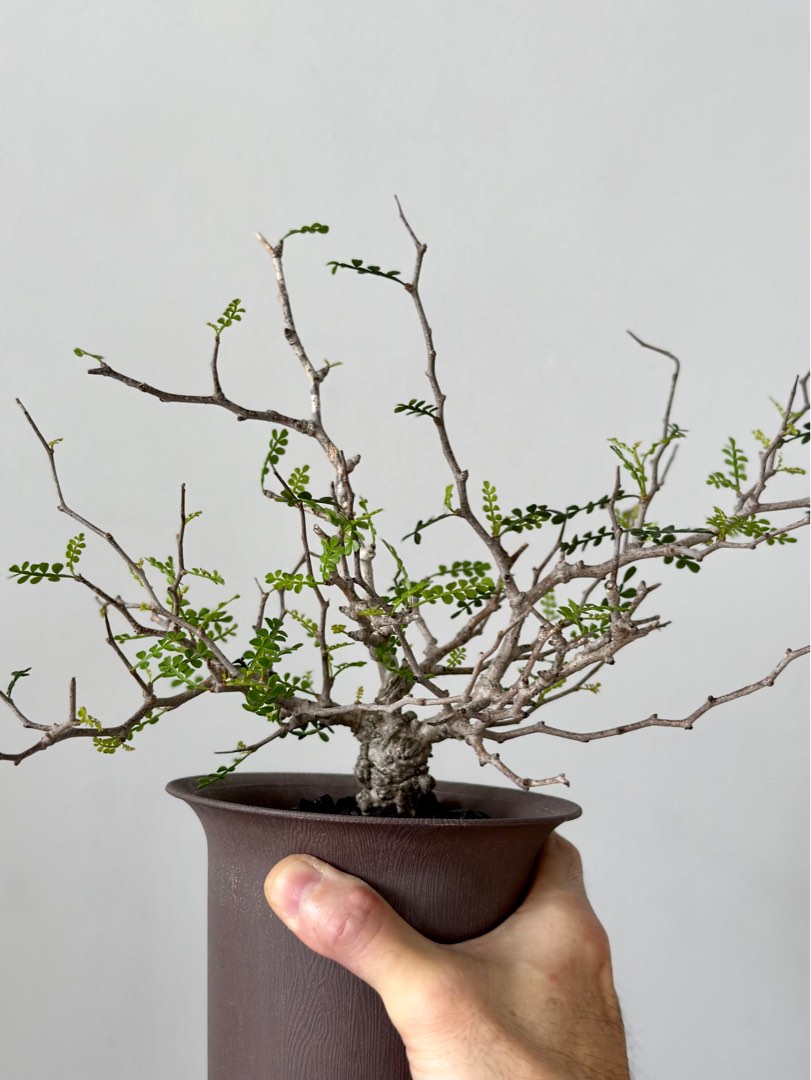 RARE Operculicarya Pachypus caudex bonsai exotic Africa plant, Furniture & Home Living ...