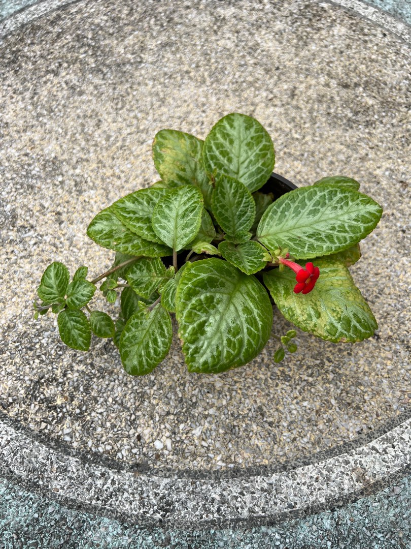 Red Episcia Plant, Furniture & Home Living, Gardening, Plants & Seeds ...