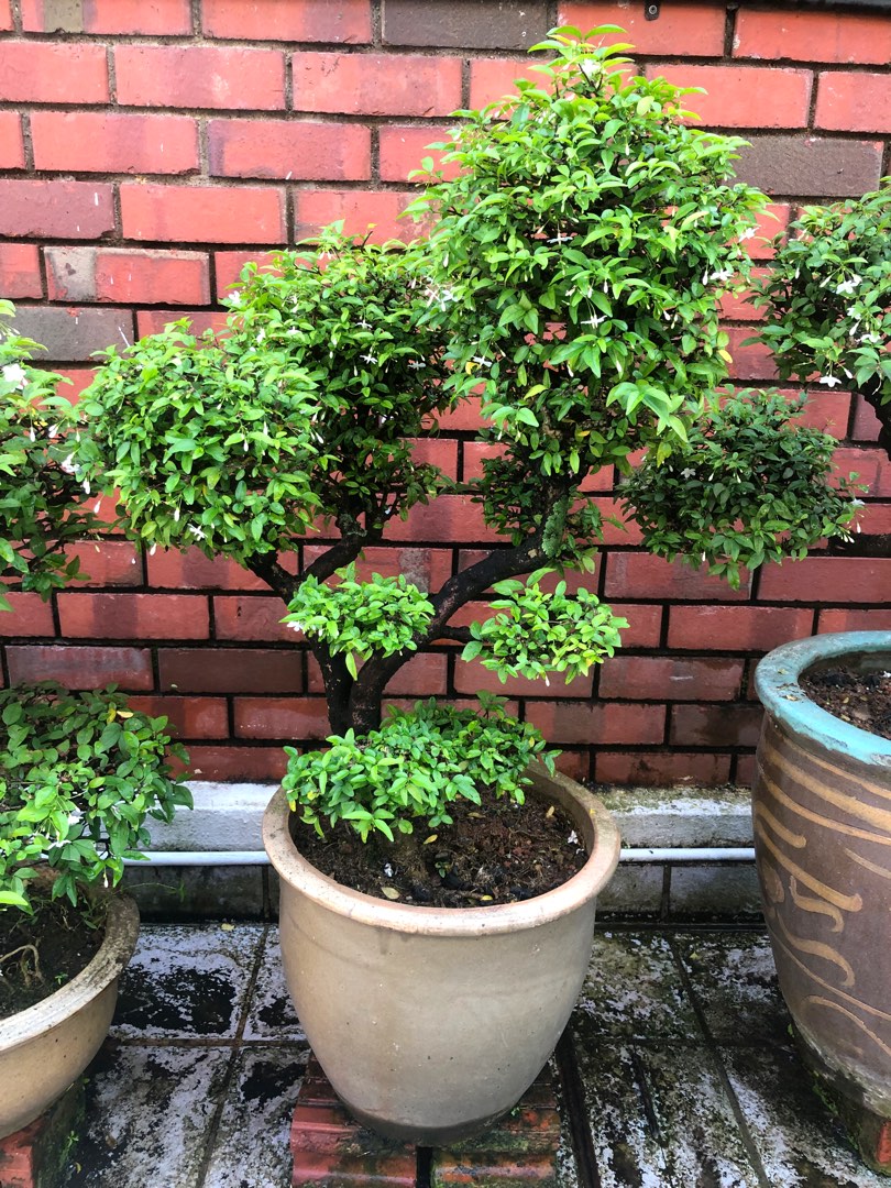 Water Jasmine , Shui mei bonsai, Furniture & Home Living, Gardening ...