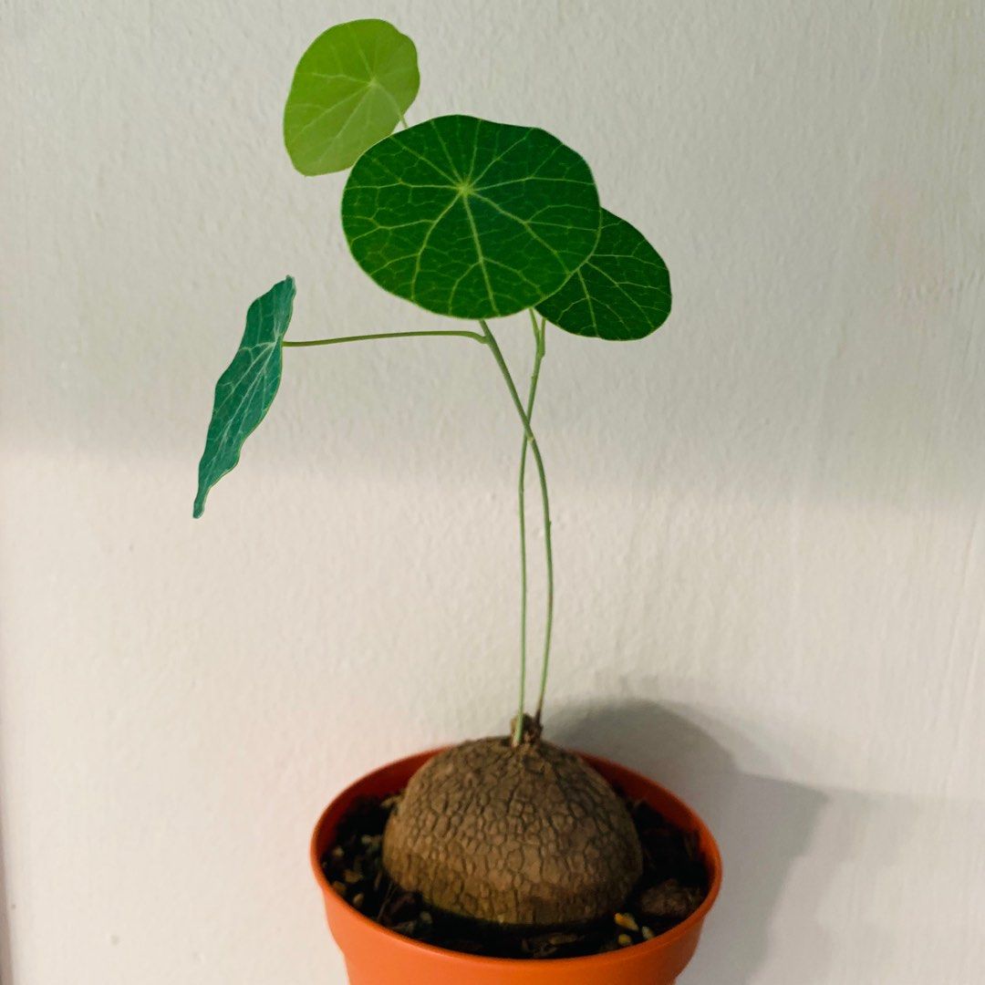 Stephania Erecta (Contactless delivery at $12) (Self-collect at your ...