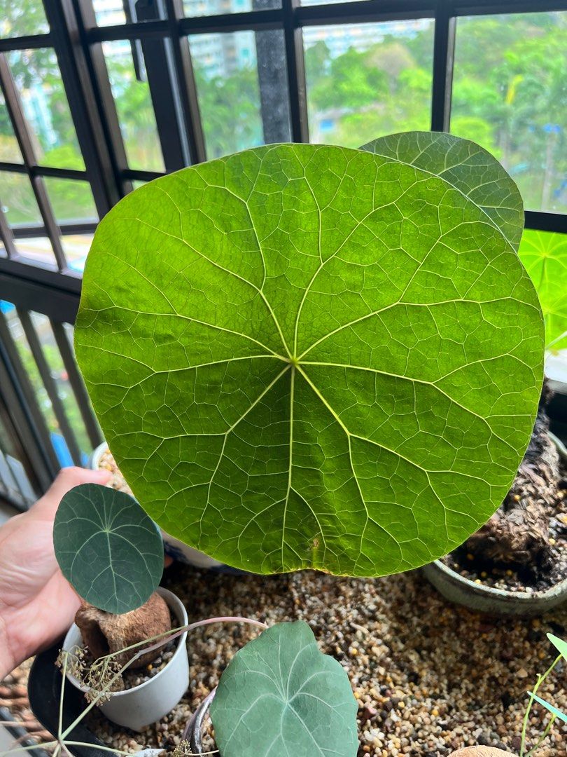 Stephania Nova (XL), Furniture & Home Living, Gardening, Plants & Seeds ...