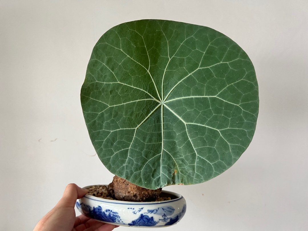 Stephania Nova (XL), Furniture & Home Living, Gardening, Plants & Seeds ...