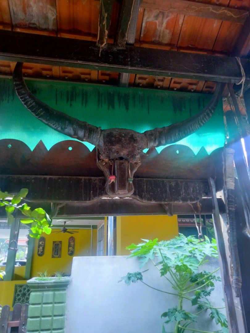 Tanduk Kerbau, Hobbies & Toys, Collectibles & Memorabilia, Vintage ... Tanduk Kerbau, Hobbies & Toys, Collectibles & Memorabilia, Vintage ...