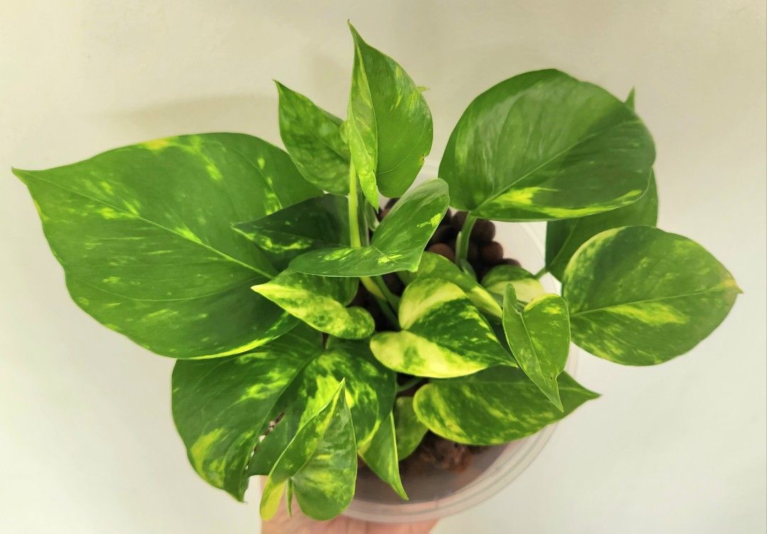 Variegated pothos, Furniture & Home Living, Gardening, Plants & Seeds ...