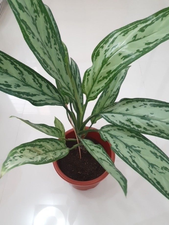Aglaonema nitidum 'Silver Queen' , Chinese Evergreen ($13.90/$17.90 ...