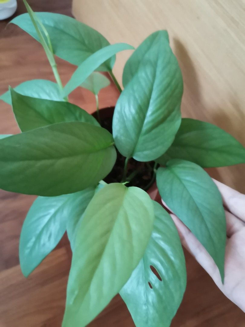 Cebu Blue / Marble Queen /Manjula / N'Joy /Neon / Scindapsus Pictus ...