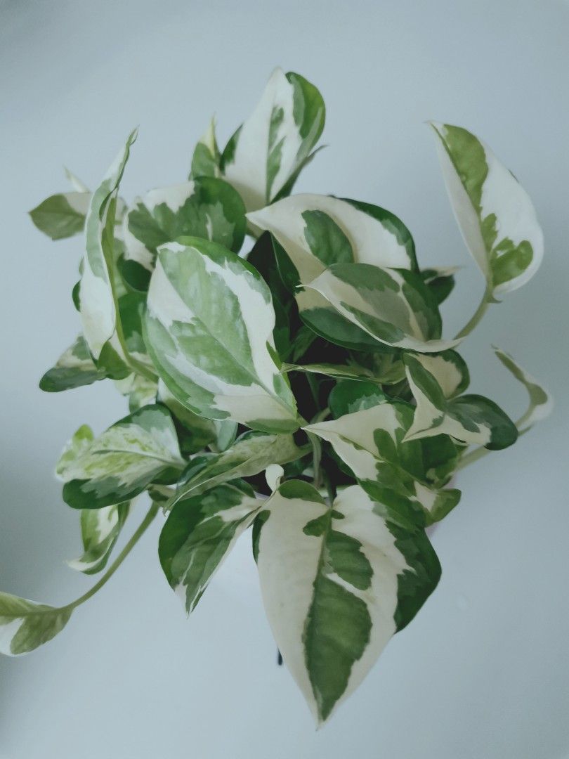 Cebu Blue / Marble Queen /Manjula / N'Joy /Neon / Scindapsus Pictus ...