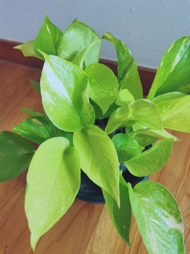 Cebu Blue / Marble Queen /Manjula / N'Joy /Neon / Scindapsus Pictus ...