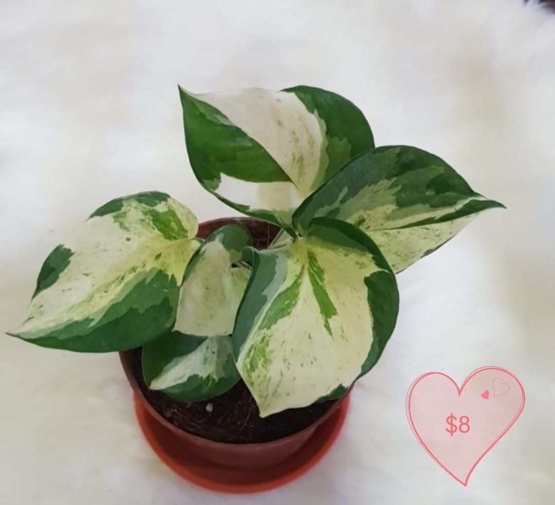 Cebu Blue / Marble Queen /Manjula / N'Joy /Neon / Scindapsus Pictus ...
