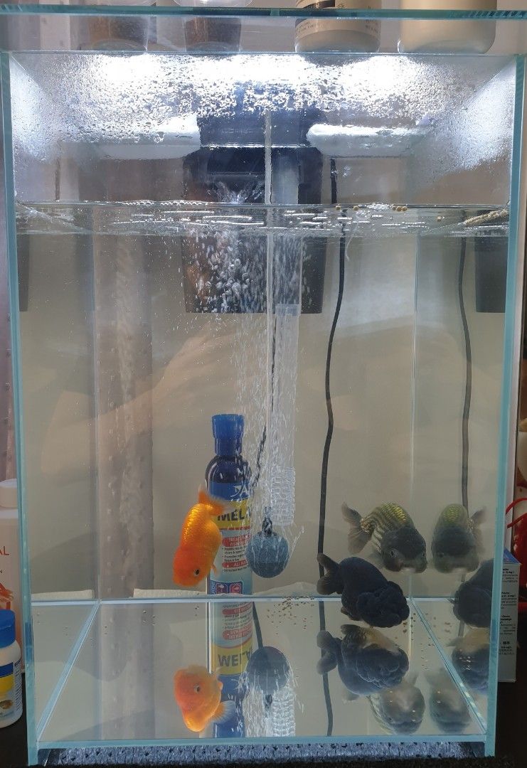 Cube fish tank with oase filter, Pet Supplies, Homes & Other Pet ...