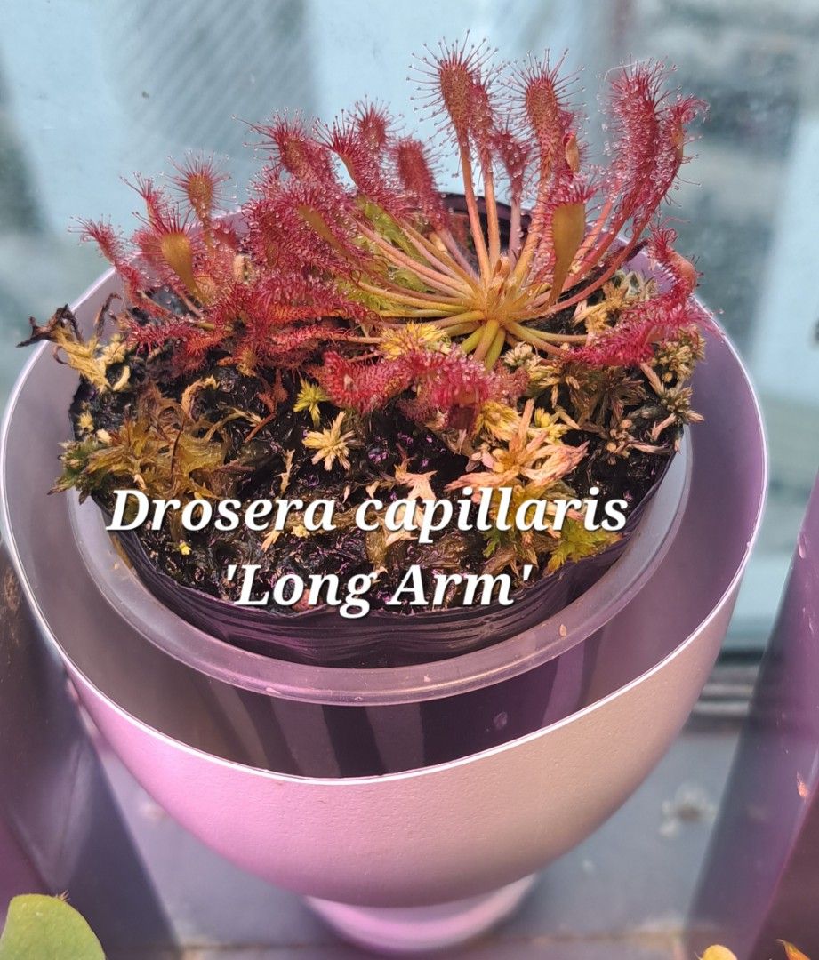 Drosera capillaris 'Long Arm' aka Sundew, Furniture & Home Living ...