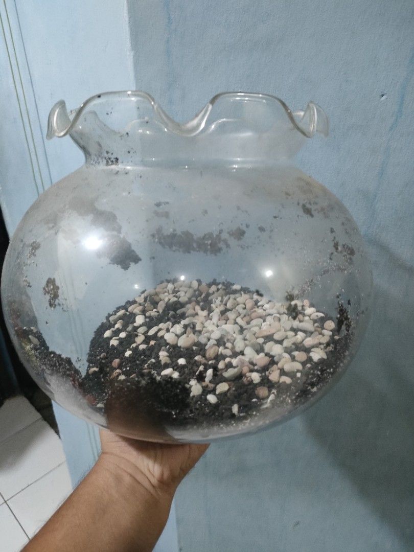 Fish bowl tempat Ikan atau apa saja on Carousell