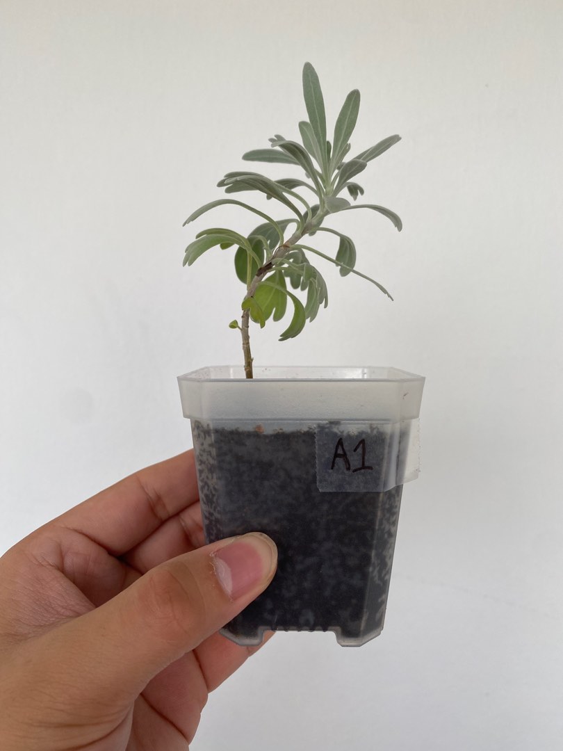 Herb Plant - Chinese Wormwood /Crossostephium Chinese, Furniture & Home ...