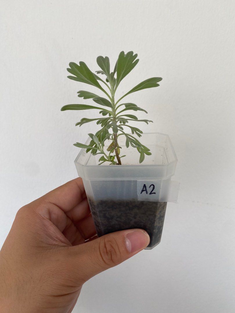 Herb Plant - Chinese Wormwood /Crossostephium Chinese, Furniture & Home ...