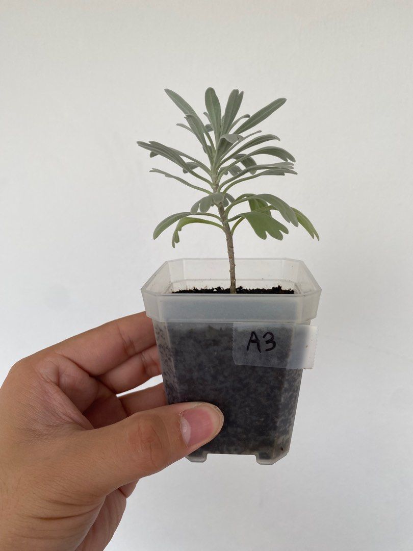 Herb Plant - Chinese Wormwood /Crossostephium Chinese, Furniture & Home ...