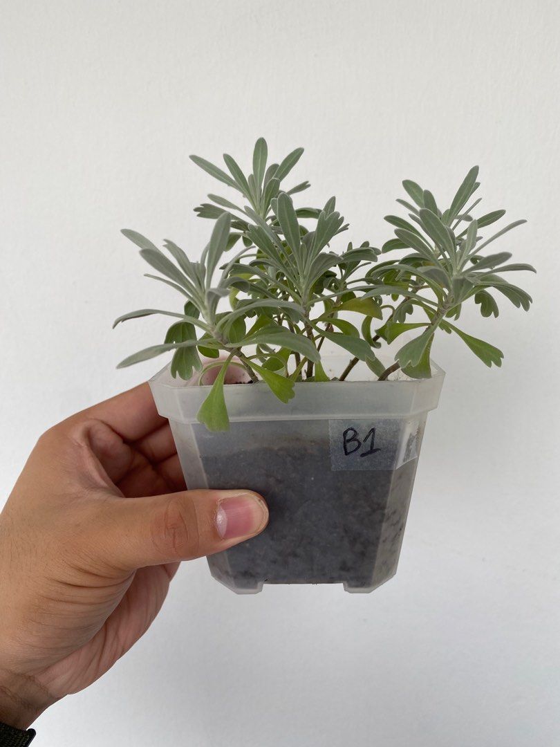 Herb Plant - Chinese Wormwood /Crossostephium Chinese, Furniture & Home ...