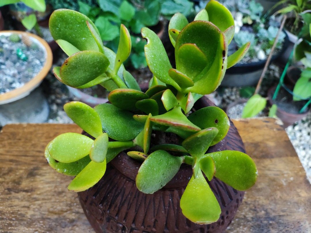 Jade Succulent Plant on Carousell
