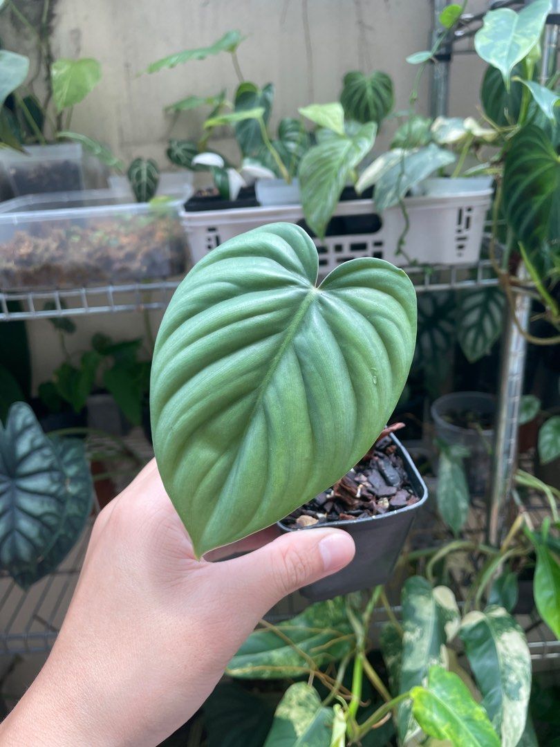 Philodendron sp colombia, Furniture & Home Living, Gardening, Plants ...