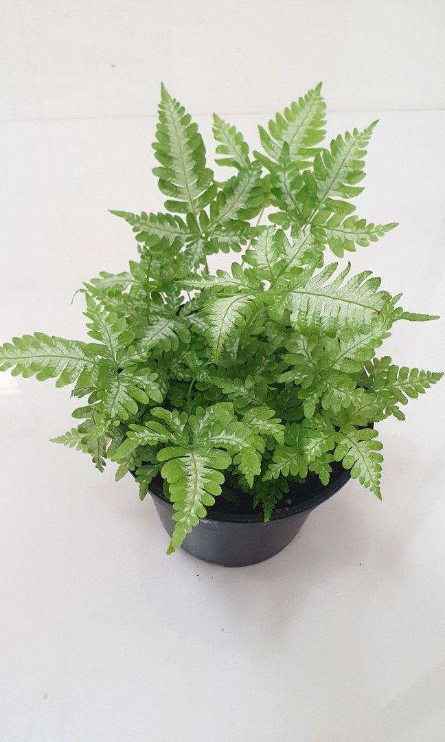 Pteris Argyraea 'Silver Brake Fern' (12cm/15cm pot pot), Furniture ...