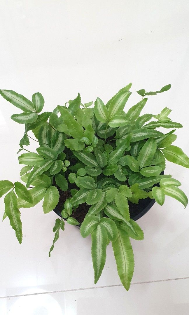 Pteris Cretica variegated fern, Chetan Brake, Ribbon Fern(12cm Pot ...